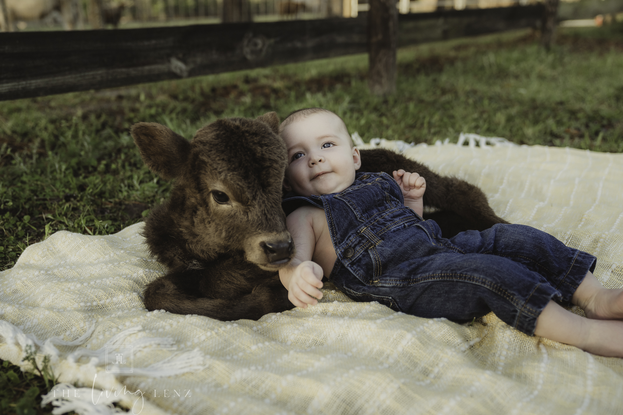 Mini Cow Sessions in Waverly Georgia - The Living Lenz