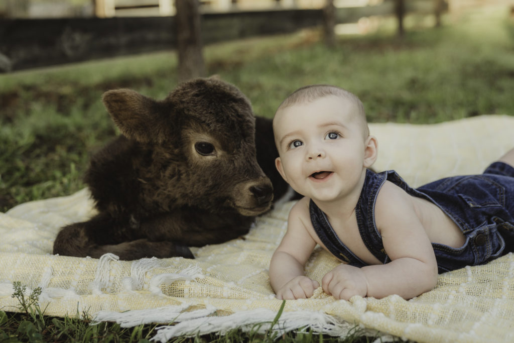 Mini Cow Sessions in Waverly Georgia - The Living Lenz